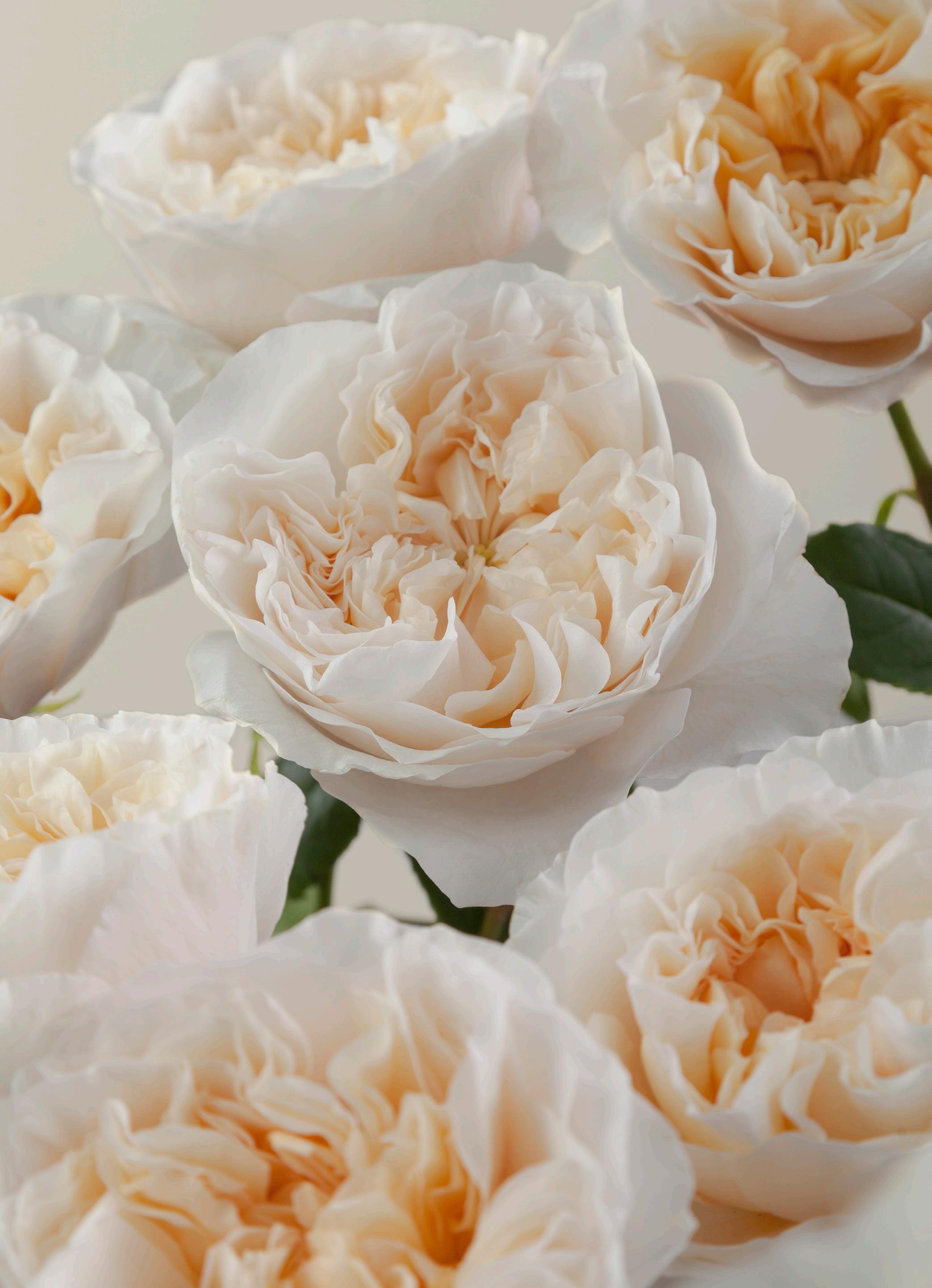 Rosaprima Catalog - 2023 by Rosaprimamkt - Issuu