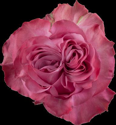 Rosaprima Catalog - 2023 by Rosaprimamkt - Issuu