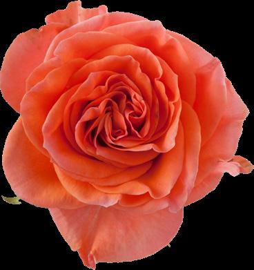 Rosaprima Catalog - 2023 by Rosaprimamkt - Issuu