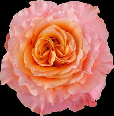 Rosaprima Catalog - 2023 by Rosaprimamkt - Issuu