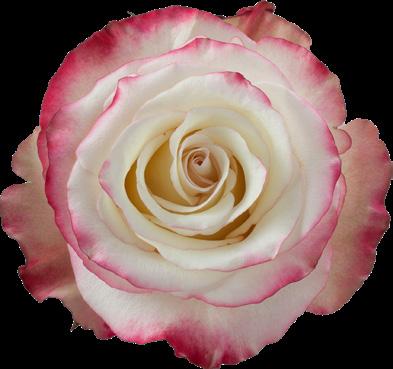 Rosaprima Catalog - 2023 by Rosaprimamkt - Issuu