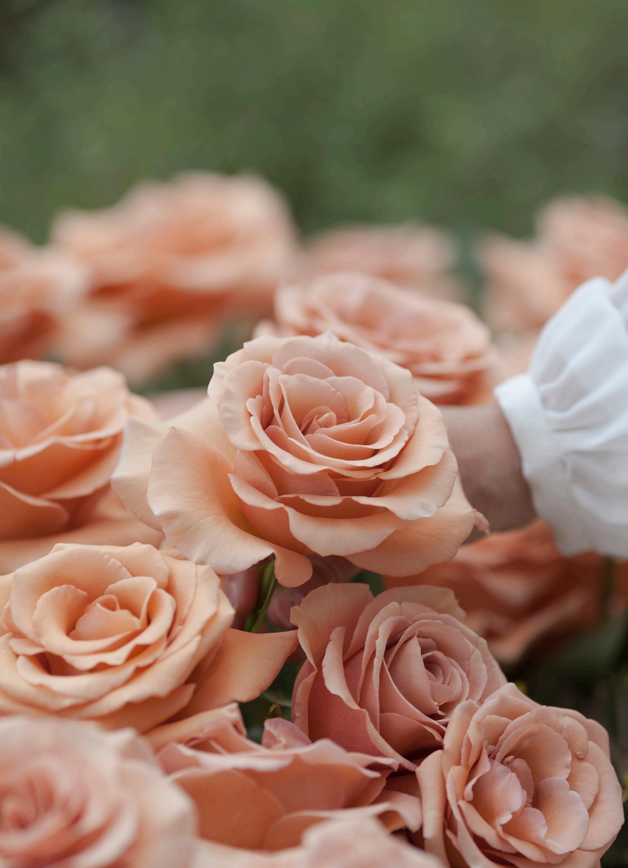 Rosaprima Catalog - 2023 by Rosaprimamkt - Issuu