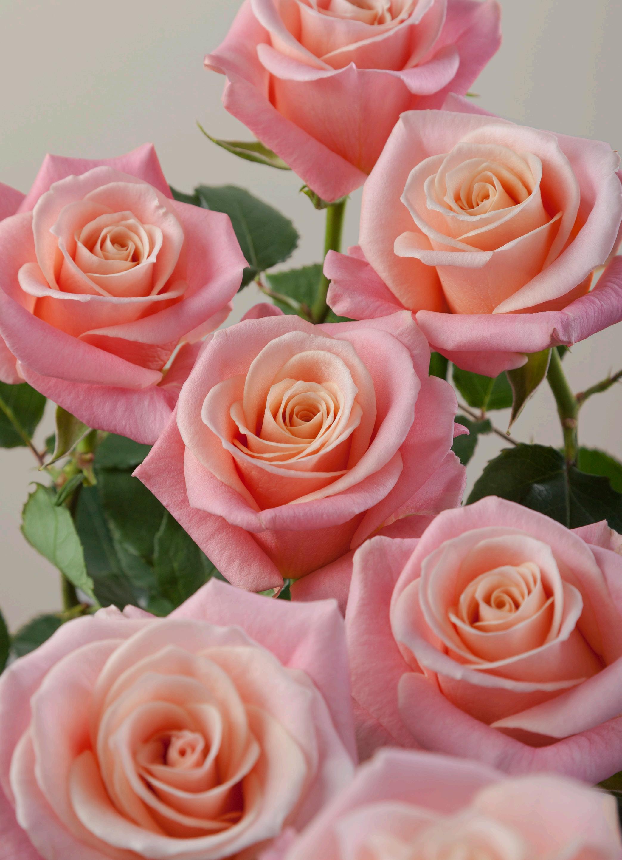 Rosaprima Catalog - 2023 by Rosaprimamkt - Issuu