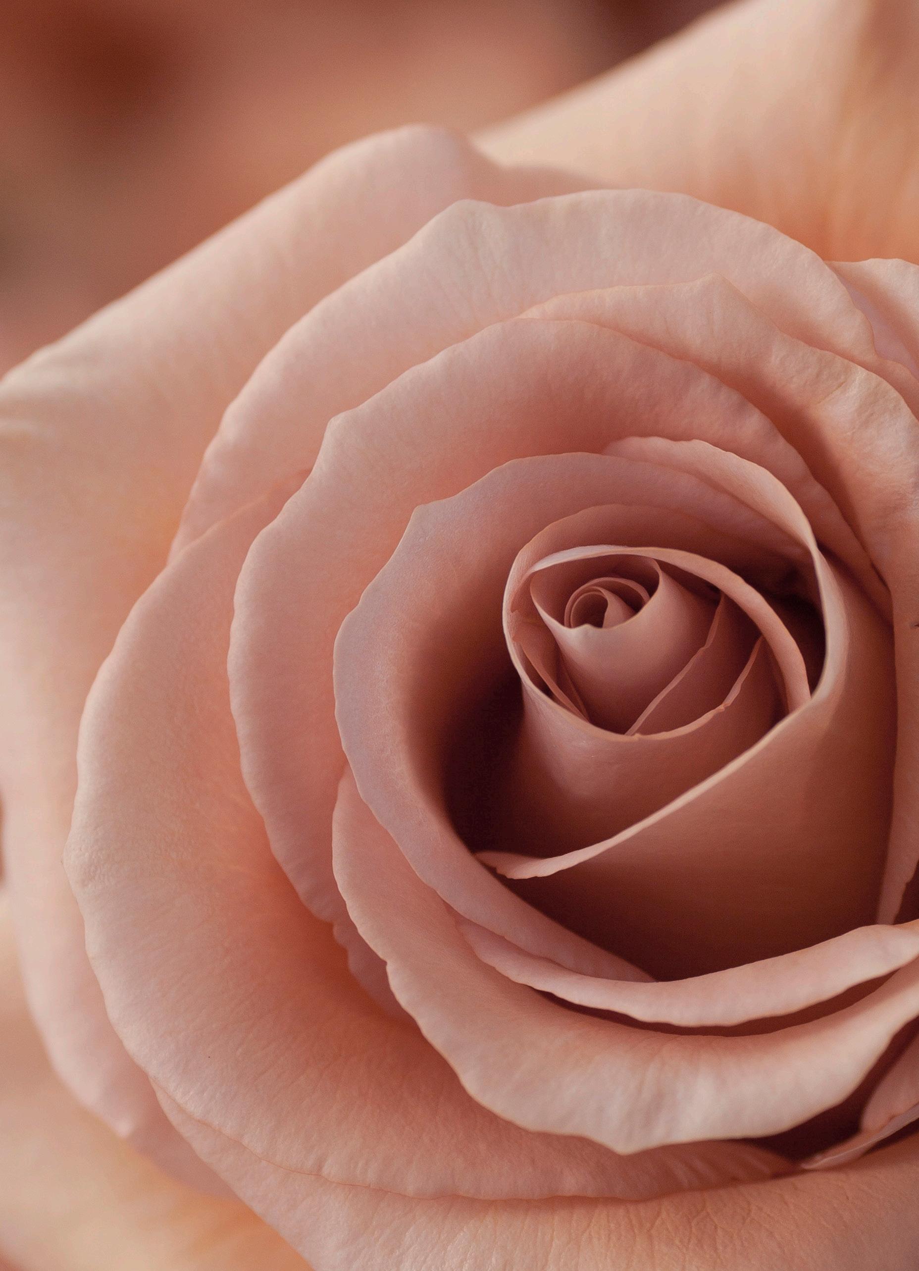 Rosaprima Catalog - 2023 by Rosaprimamkt - Issuu