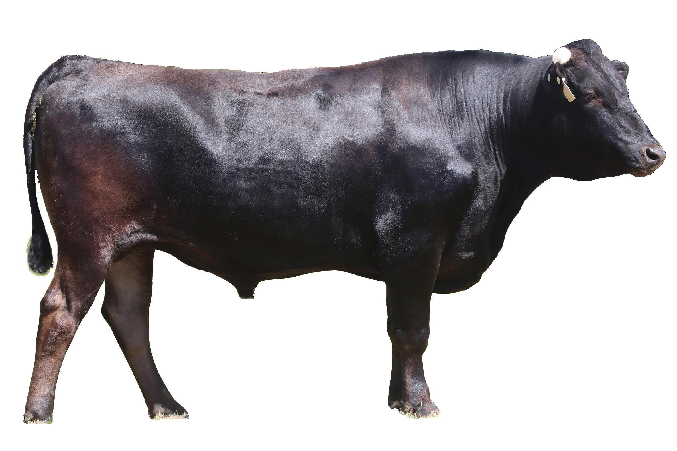 Issue 84 | Wagyu Quarterly Update, Winter 2023 by Australian Wagyu ...
