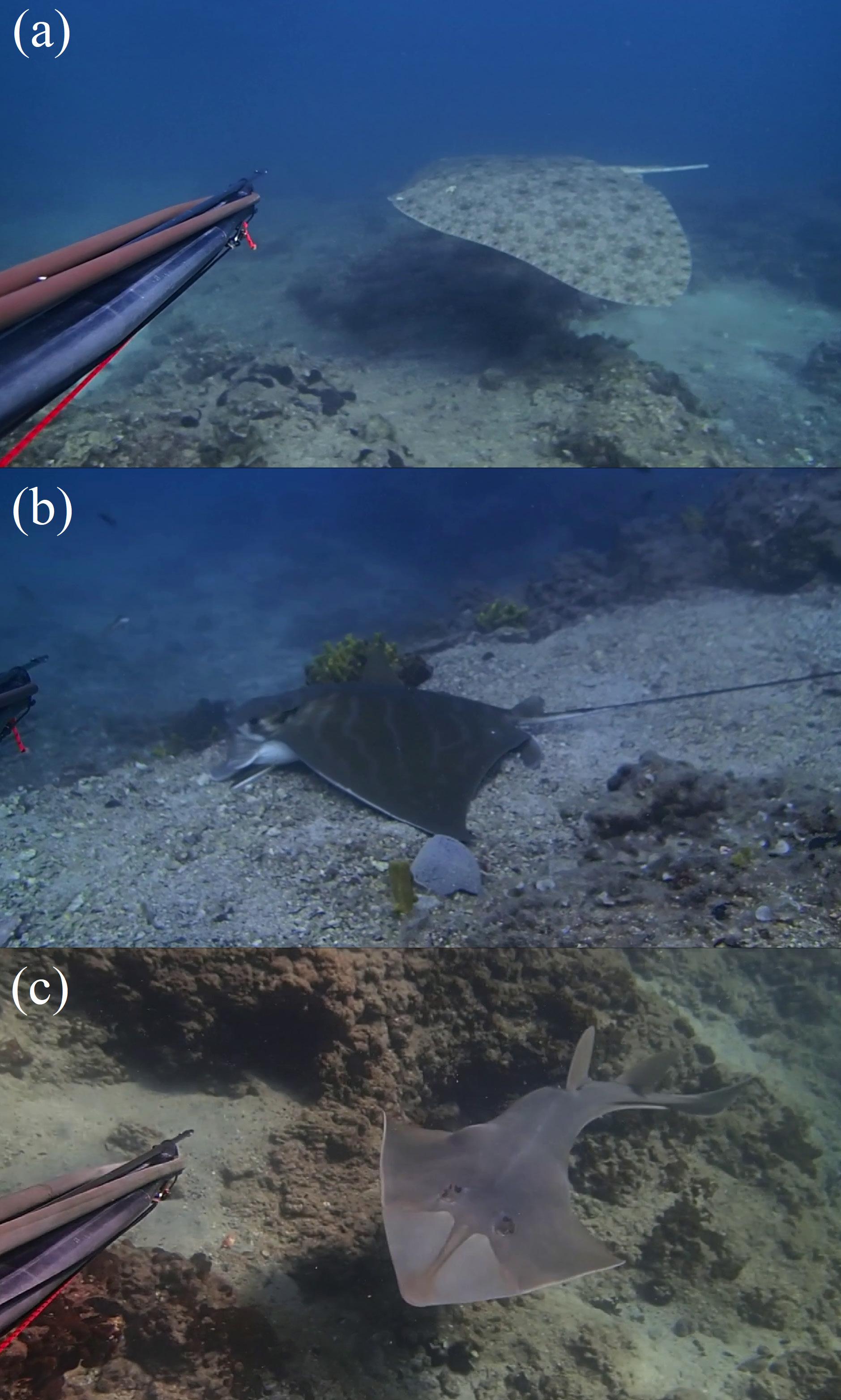 Shark News | Issue 08 | July 2023 by IUCN SSC Shark Specialist Group ...