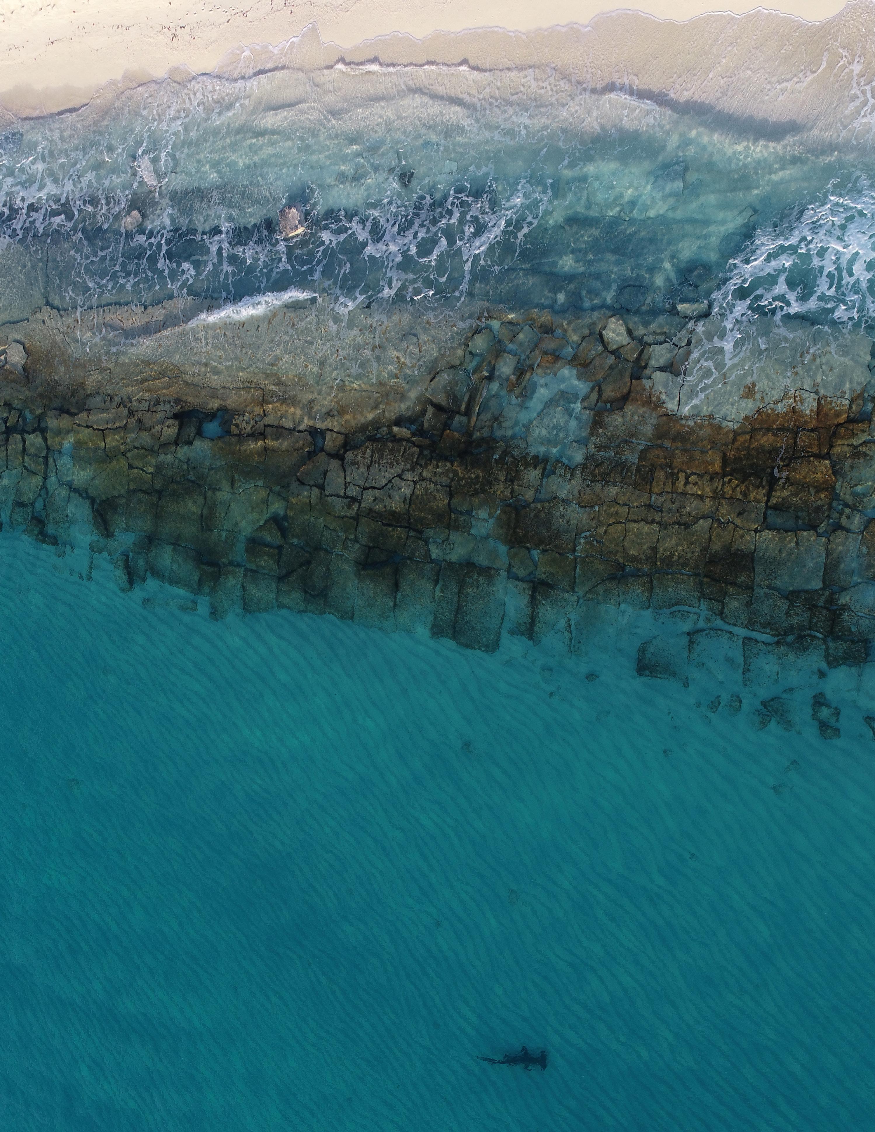 Shark News | Issue 08 | July 2023 by IUCN SSC Shark Specialist Group ...