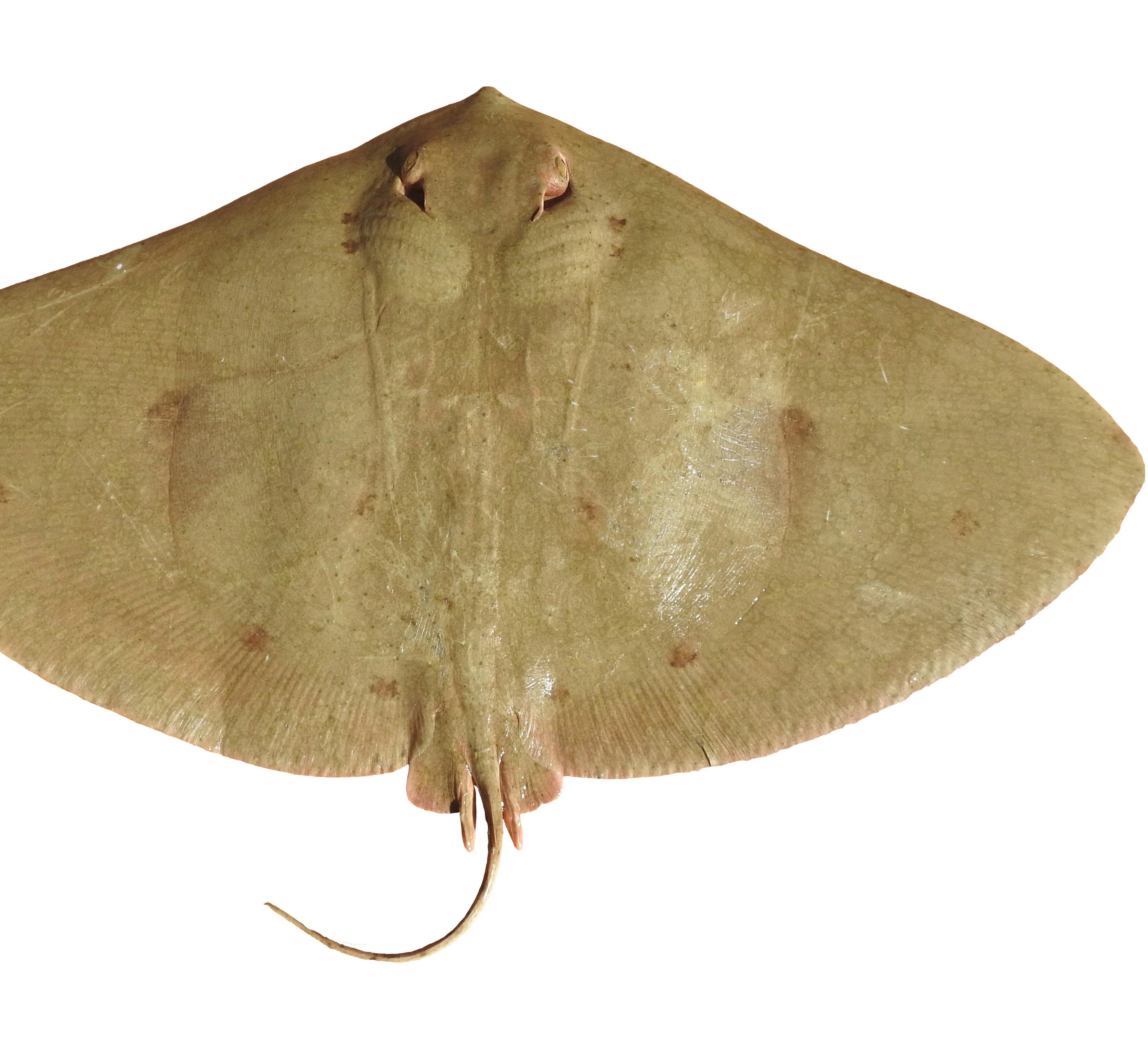 Shark News | Issue 08 | July 2023 by IUCN SSC Shark Specialist Group ...