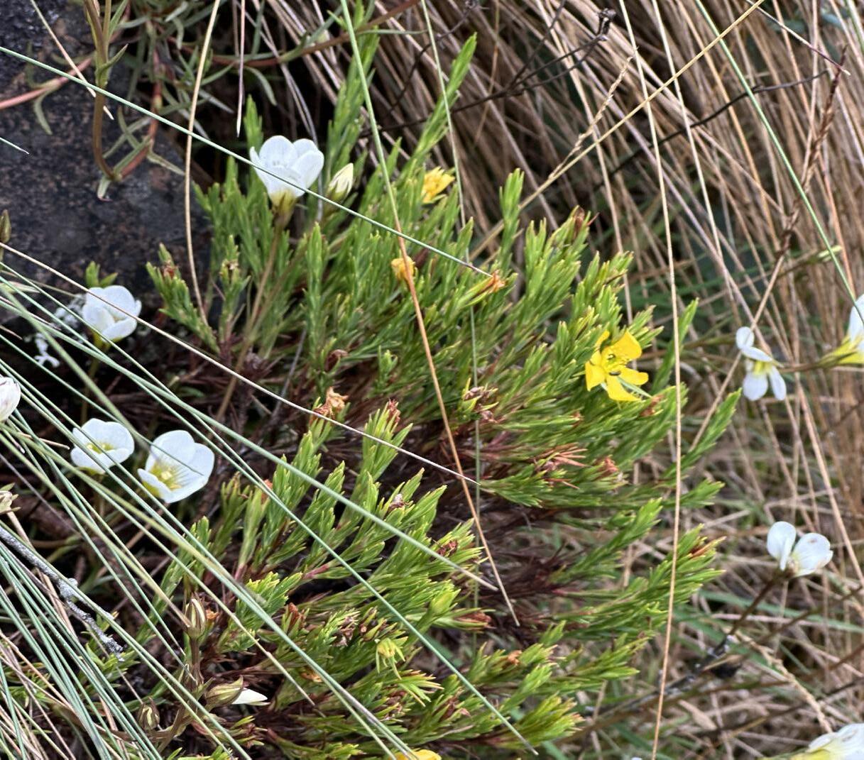 La Jalca: el ecosistema alto y frío del Norte peruano - Issuu