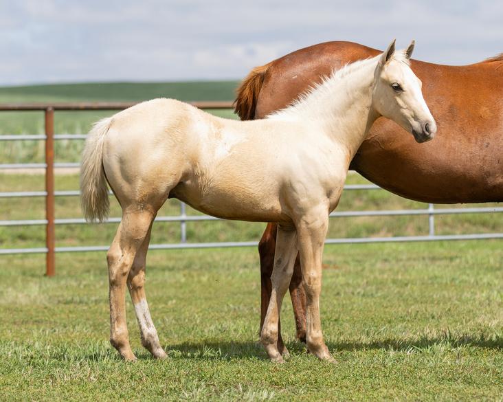 2023 Lapke/Sachau Performance Horse Sale by whoazoneequine - Issuu