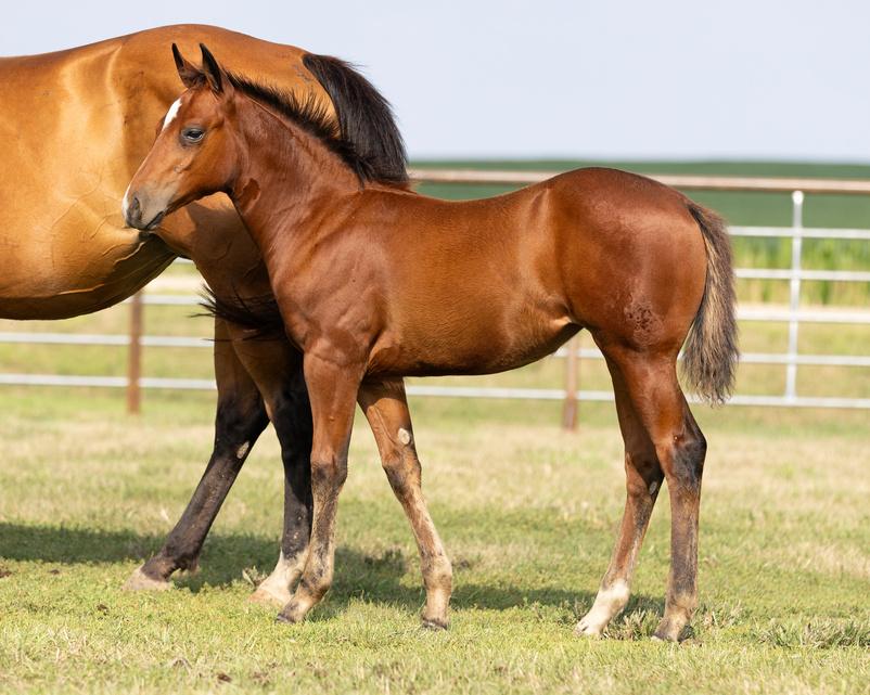 2023 Lapke/Sachau Performance Horse Sale by whoazoneequine - Issuu