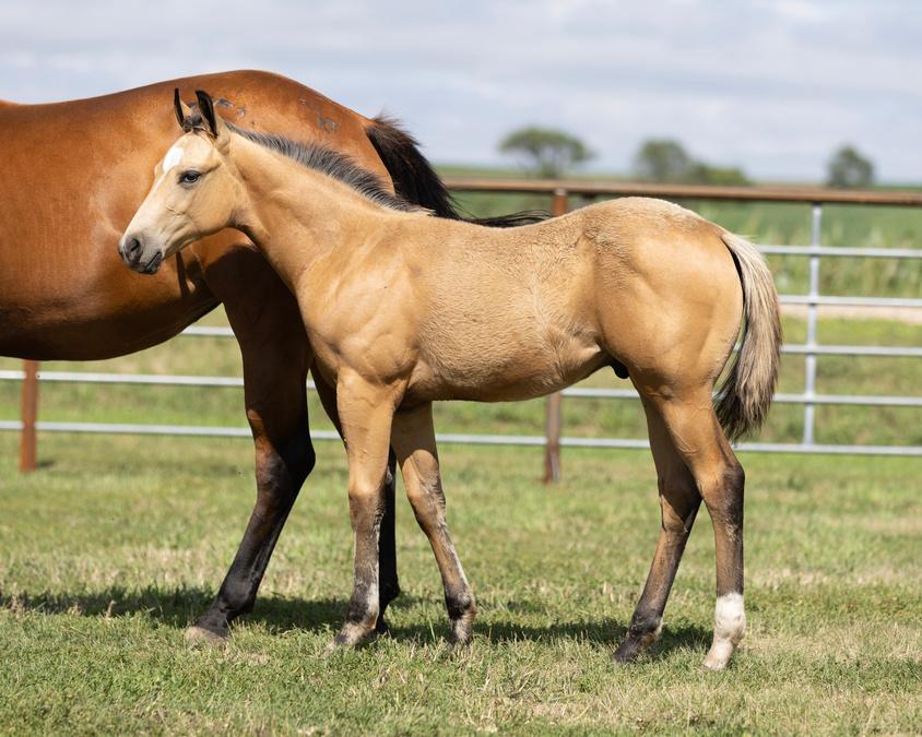 2023 Lapke/Sachau Performance Horse Sale by whoazoneequine - Issuu