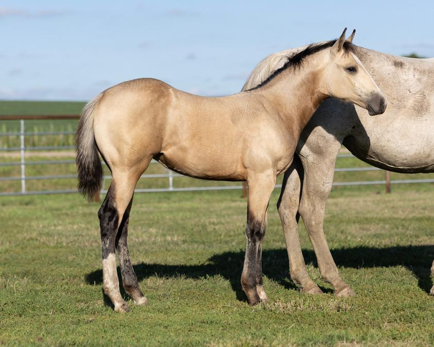 2023 Lapke/Sachau Performance Horse Sale by whoazoneequine - Issuu