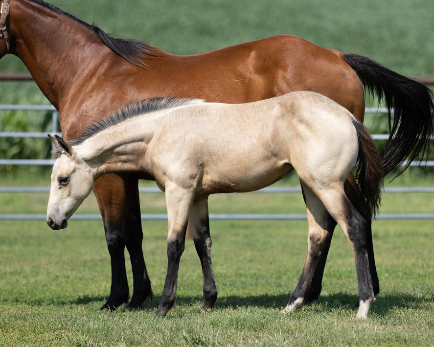 2023 Lapke/Sachau Performance Horse Sale by whoazoneequine - Issuu