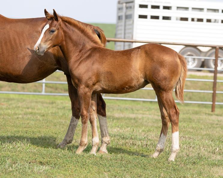 2023 Lapke/Sachau Performance Horse Sale by whoazoneequine - Issuu