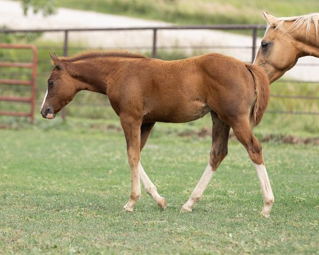 2023 Lapke/Sachau Performance Horse Sale by whoazoneequine - Issuu