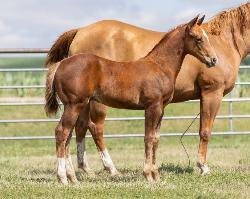 2023 Lapke/Sachau Performance Horse Sale by whoazoneequine - Issuu