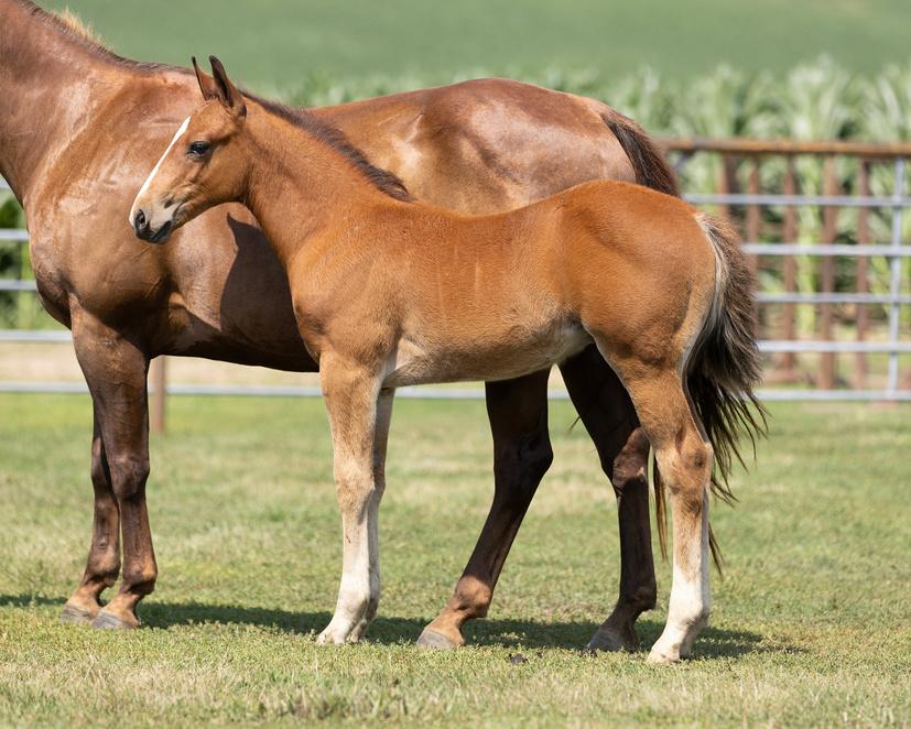 2023 Lapke/Sachau Performance Horse Sale by whoazoneequine - Issuu