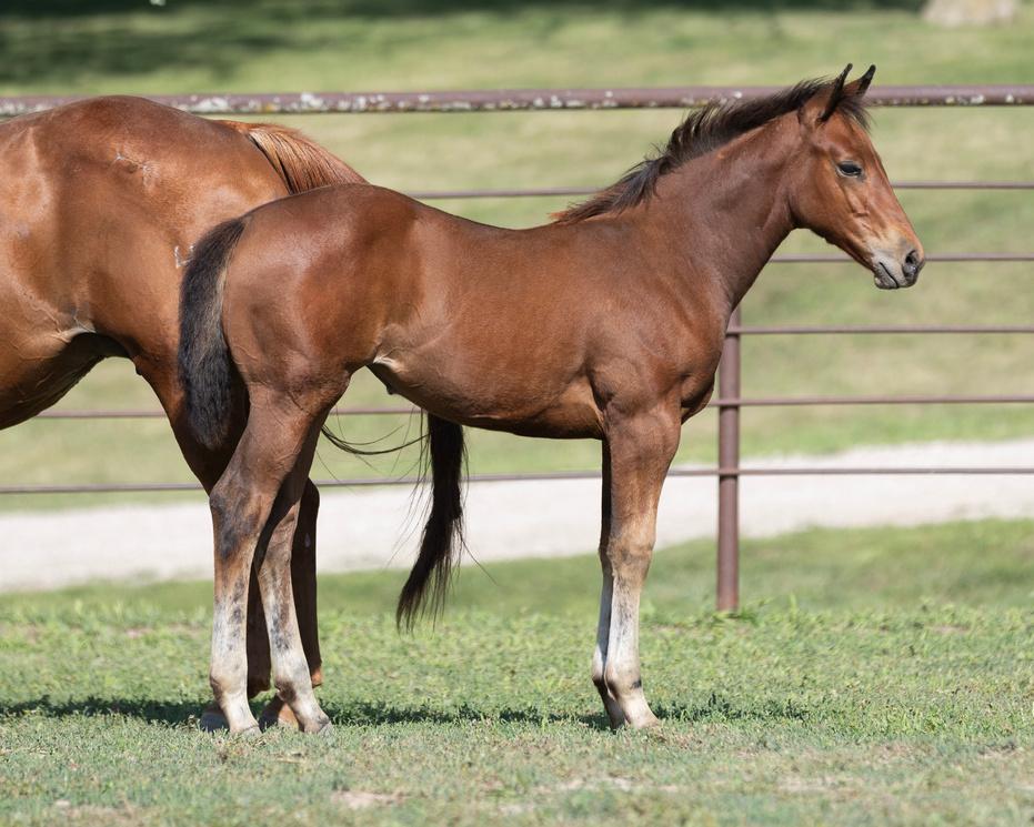 2023 Lapke/Sachau Performance Horse Sale by whoazoneequine - Issuu