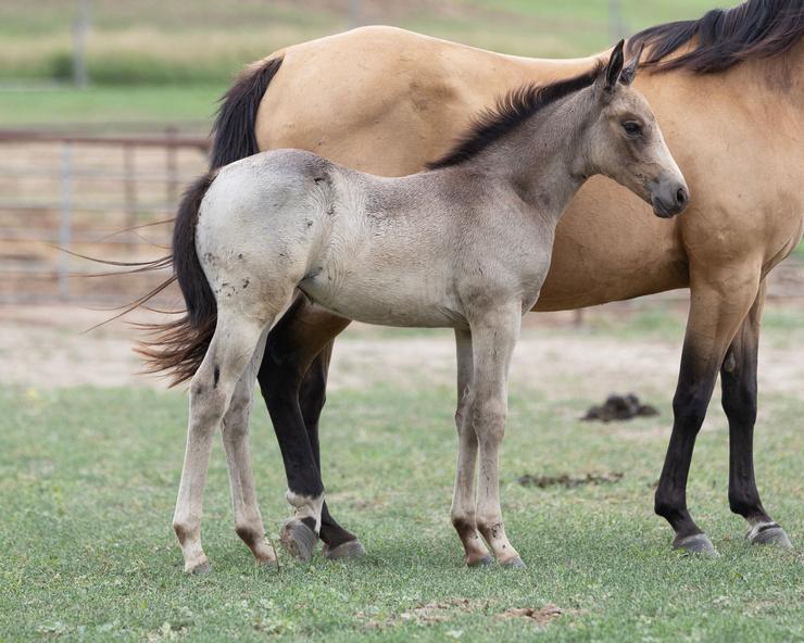 2023 Lapke/Sachau Performance Horse Sale by whoazoneequine - Issuu