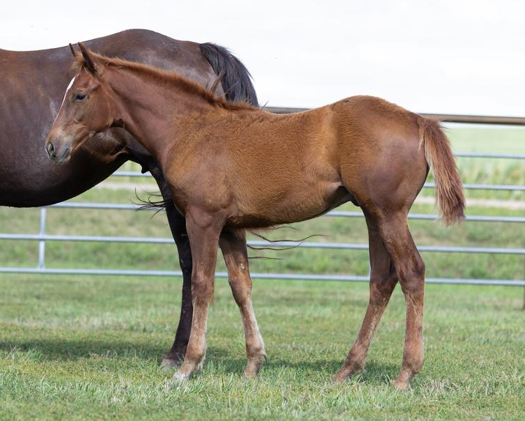 2023 Lapke/Sachau Performance Horse Sale by whoazoneequine - Issuu