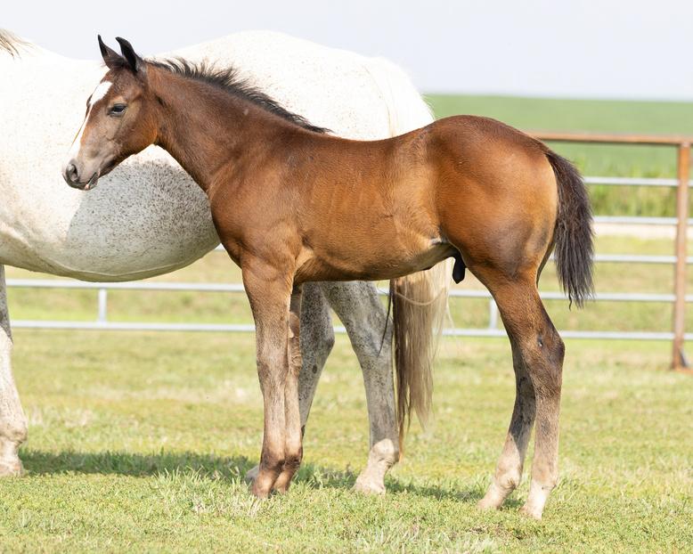 2023 Lapke/Sachau Performance Horse Sale by whoazoneequine - Issuu