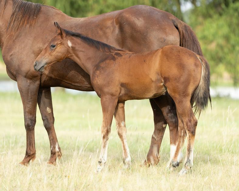 2023 Lapke/Sachau Performance Horse Sale by whoazoneequine - Issuu