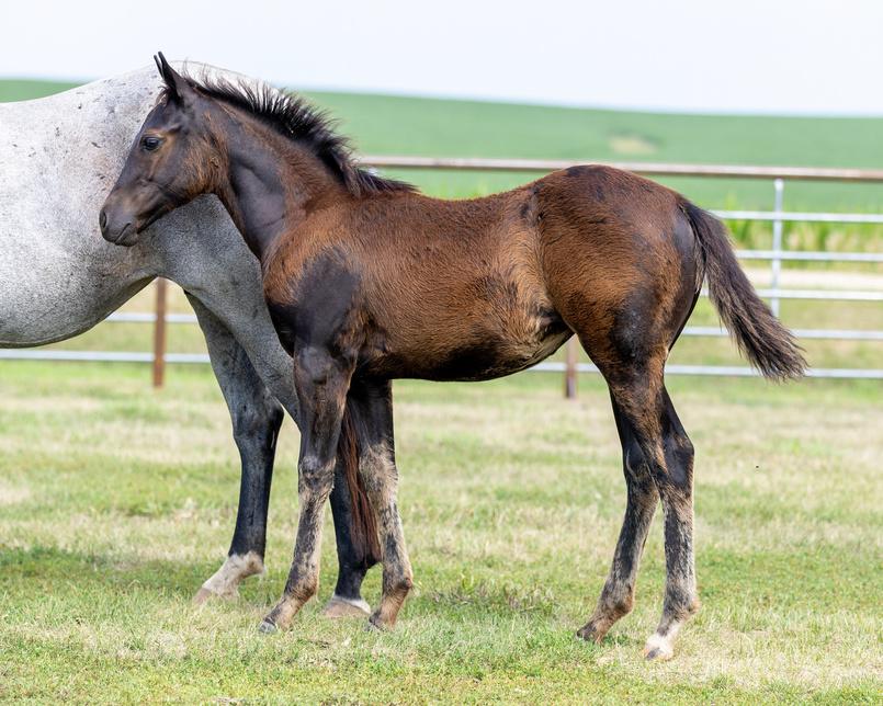 2023 Lapke/Sachau Performance Horse Sale by whoazoneequine - Issuu