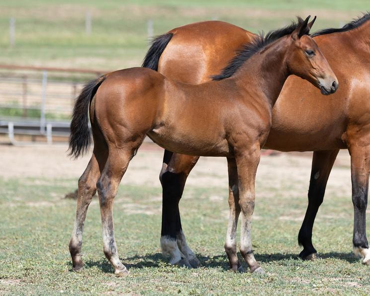 2023 Lapke/Sachau Performance Horse Sale by whoazoneequine - Issuu