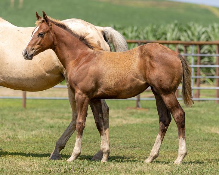 2023 Lapke/Sachau Performance Horse Sale by whoazoneequine - Issuu