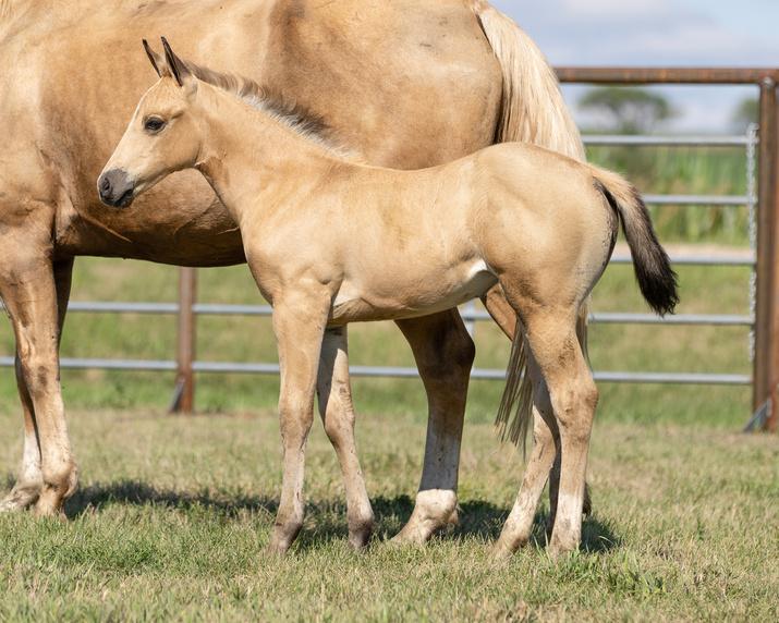 2023 Lapke/Sachau Performance Horse Sale by whoazoneequine - Issuu