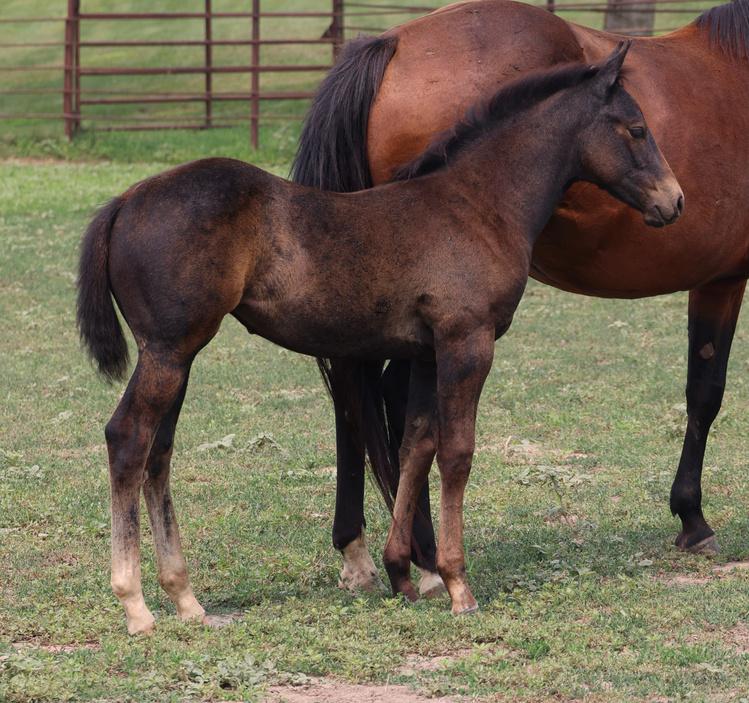 2023 Lapke/Sachau Performance Horse Sale by whoazoneequine - Issuu
