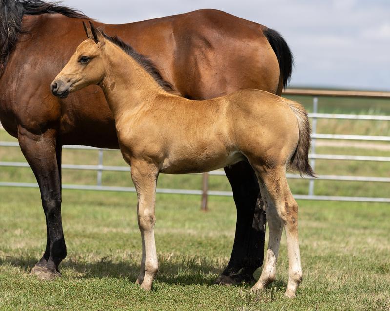 2023 Lapke/Sachau Performance Horse Sale by whoazoneequine - Issuu