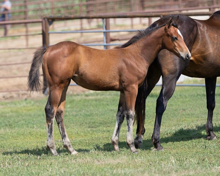 2023 Lapke/Sachau Performance Horse Sale by whoazoneequine - Issuu
