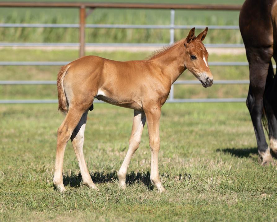 2023 Lapke/Sachau Performance Horse Sale by whoazoneequine - Issuu