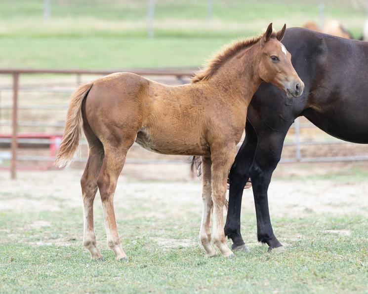 2023 Lapke/Sachau Performance Horse Sale by whoazoneequine - Issuu