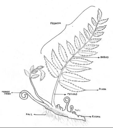 CICLO DE VIDA DE LAS PTERIDOFITAS - Issuu