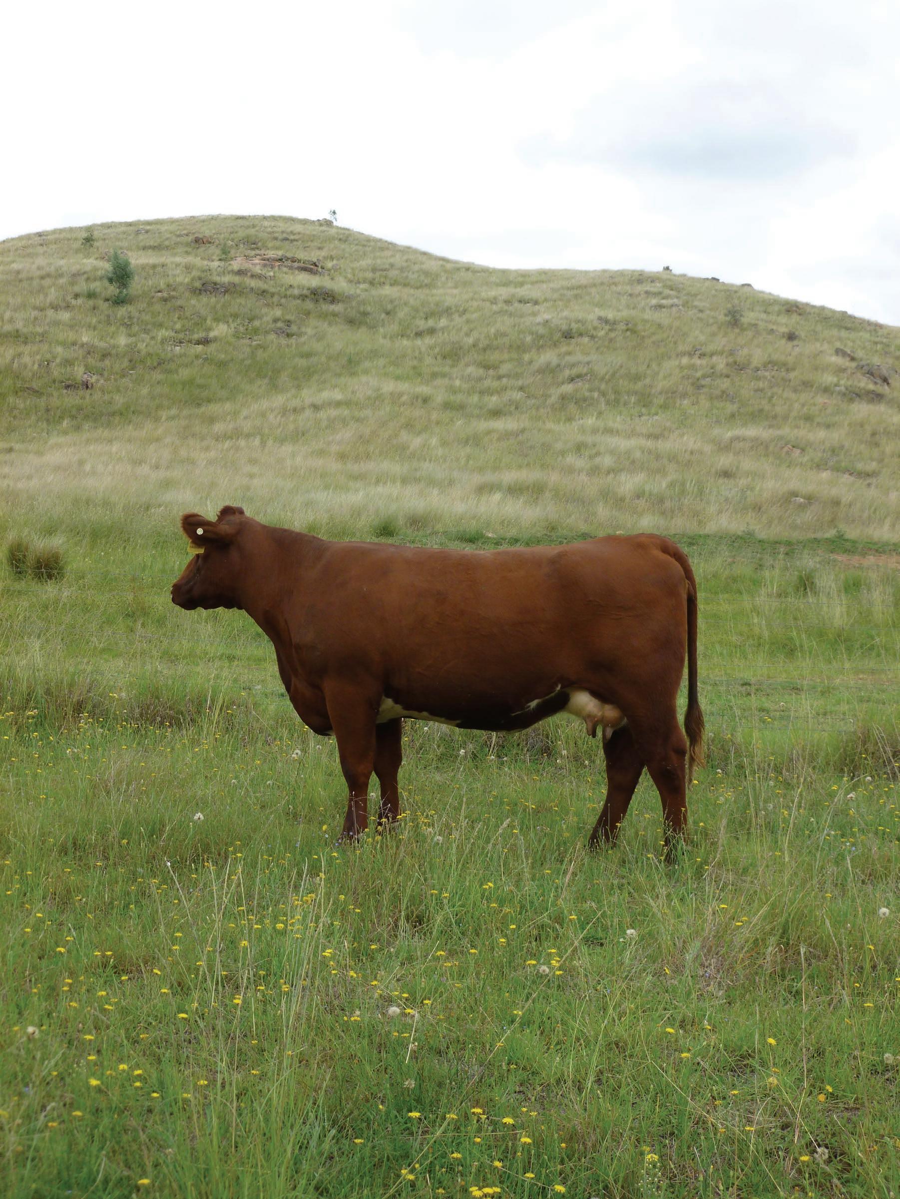 Royalla 2023 Bull & Female Sale by Nic Job - Issuu