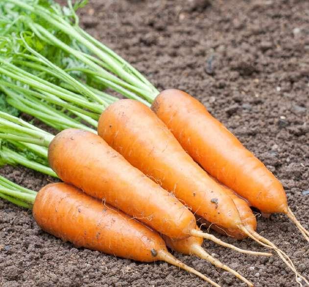 Catálogo 2023 - 24 Constelación Semillas by Constelacion Semilla - Issuu