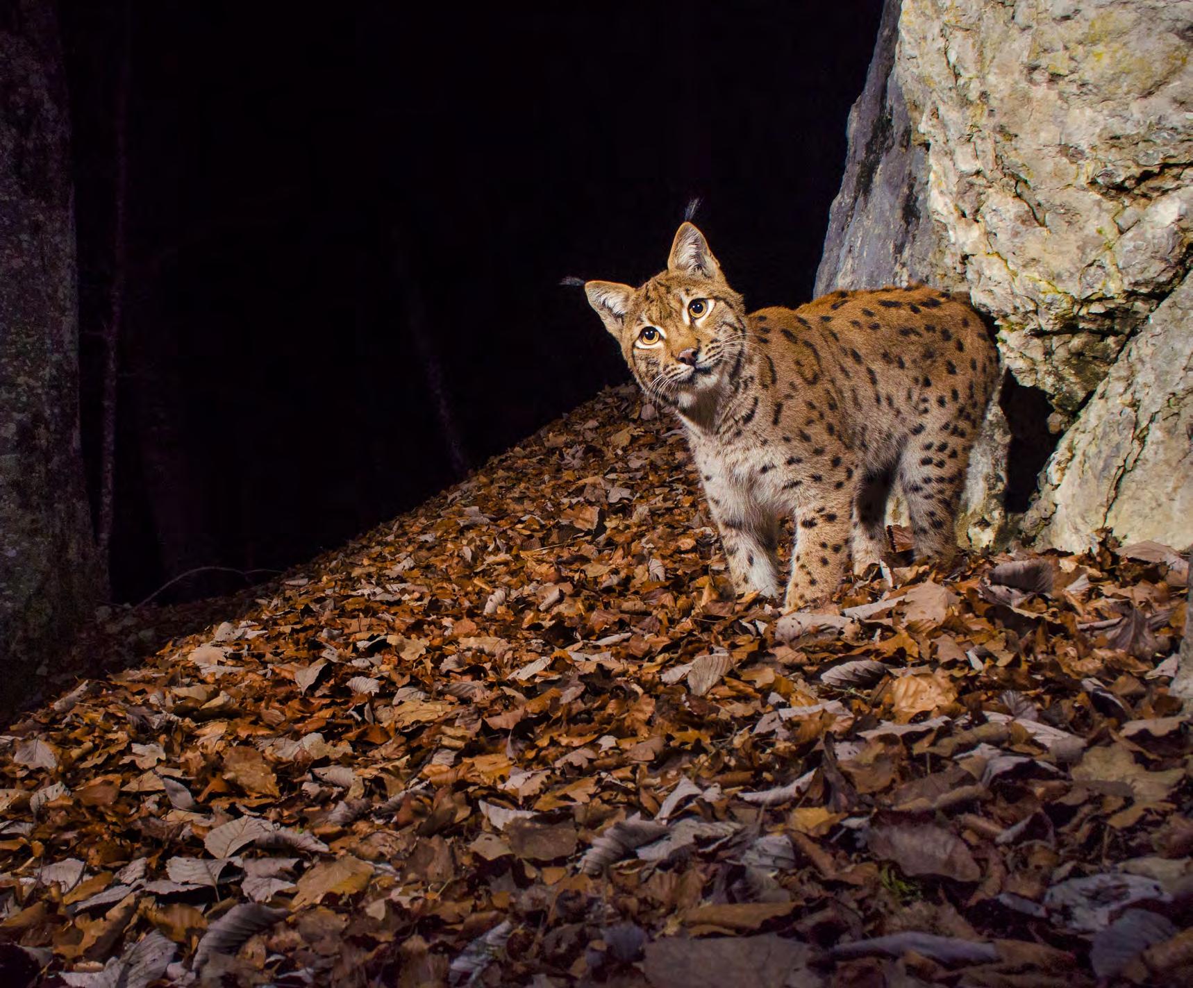 The Lynx and Us (sample) by SCOTLAND The Big Picture - Issuu