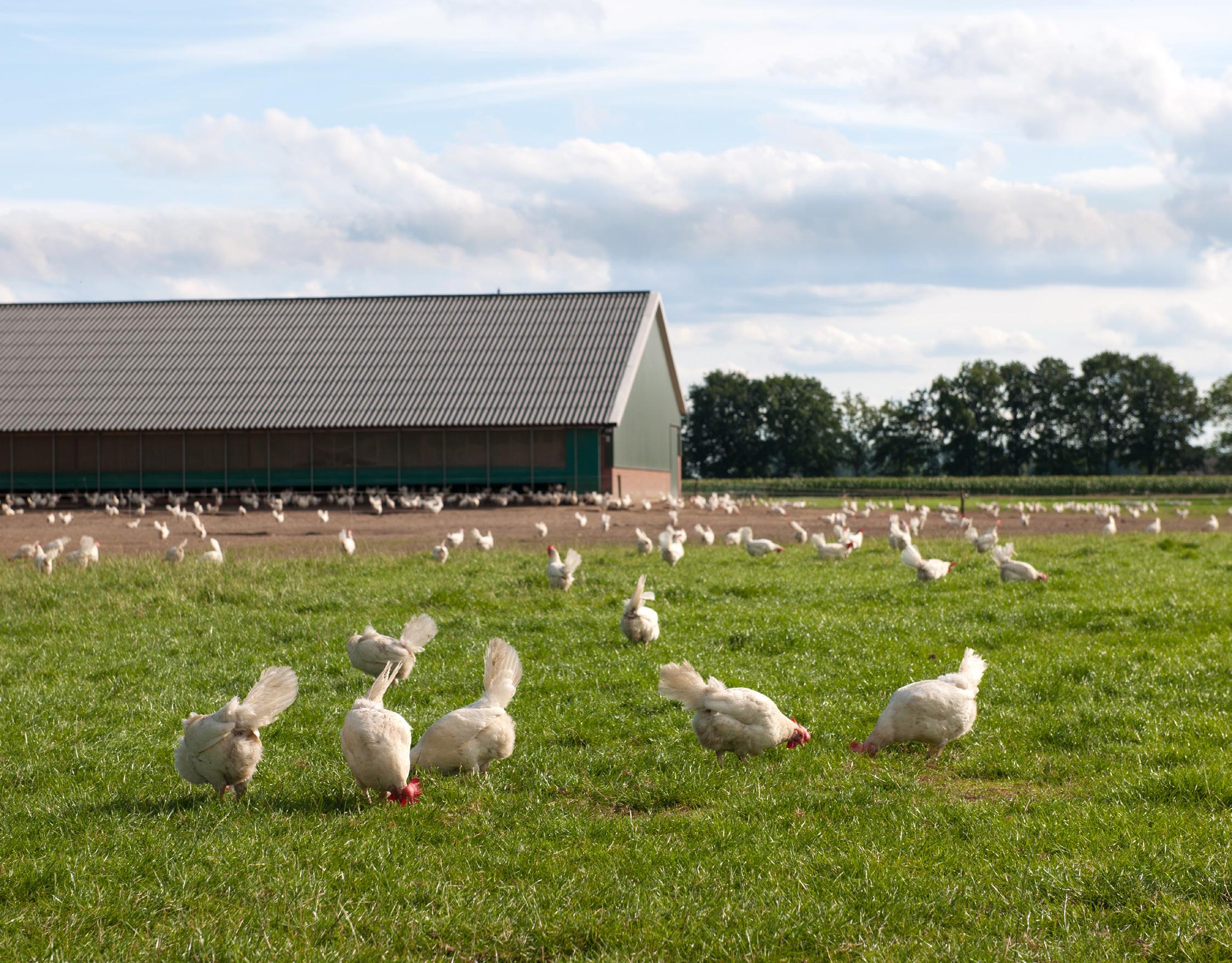 Agriculture and Sustainability Finance by MAF Finance Group - Issuu