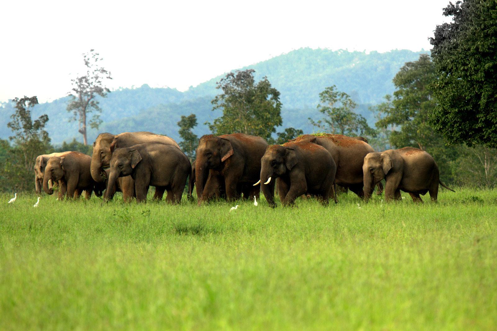The Asian Elephant Alliance - Strategy Overview by WWF-Myanmar - Issuu