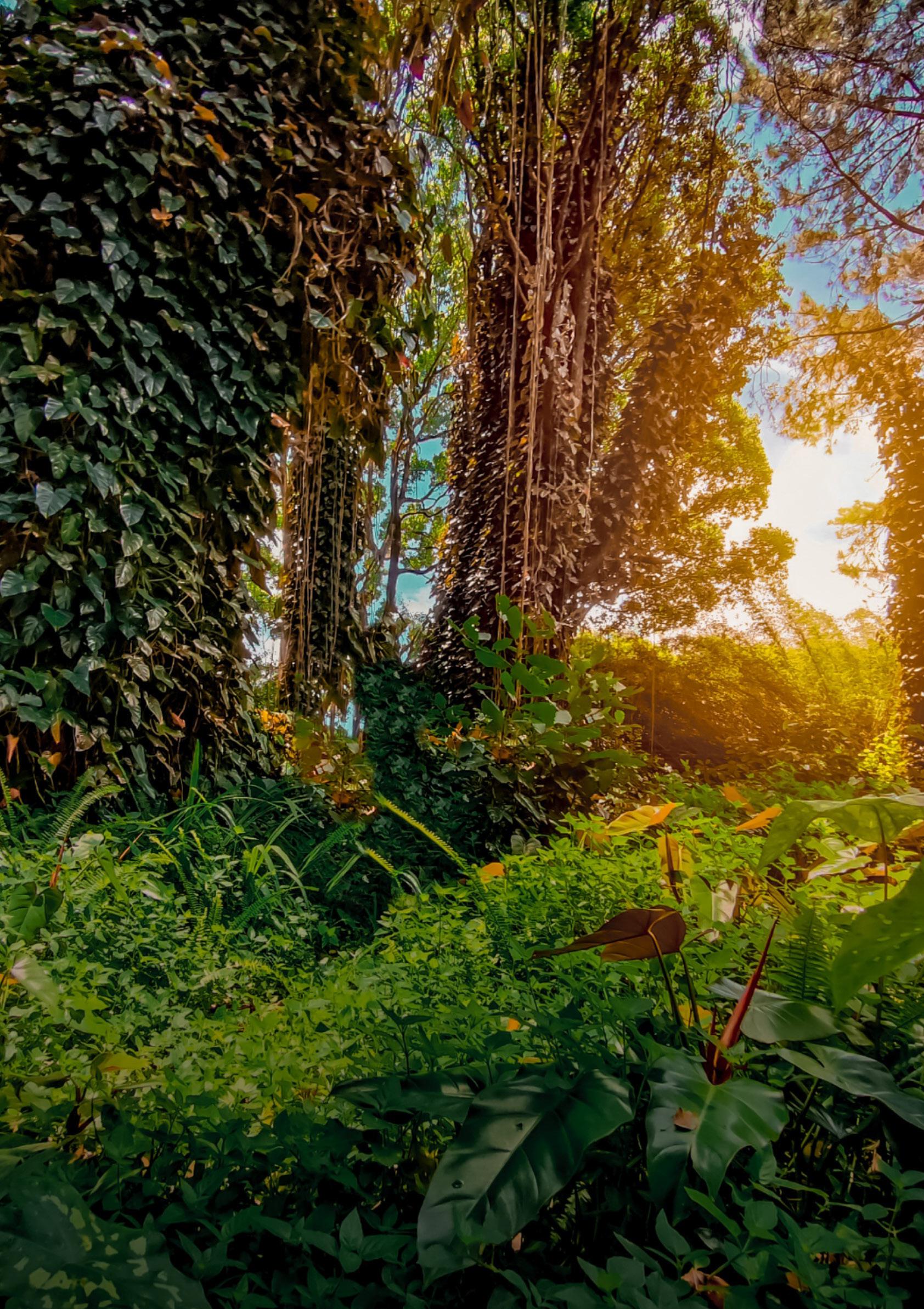 ''Paradise Island'' Natural Beauty of Mauritius by Jun Jaymangal - Issuu