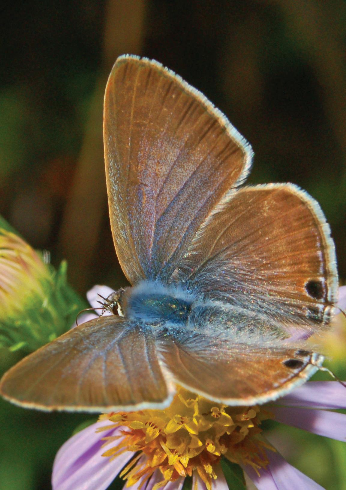TẠP CHÍ INSECT ECOLOGY | No.15 | Bảo quản Thuốc trừ sâu an toàn by PMC ...