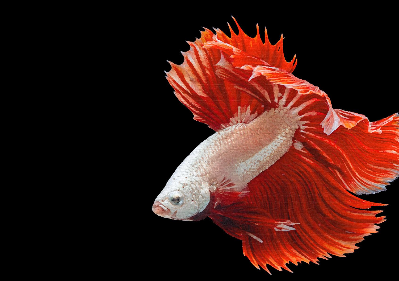 Composing a Complex Narrative : Betta Fish by Ashley Paszek - Issuu