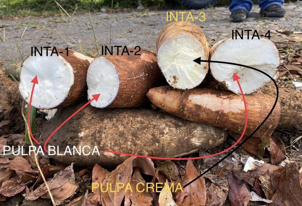 Siembra y costos de produccion de la yuca amarga by Jorge Morales - Issuu