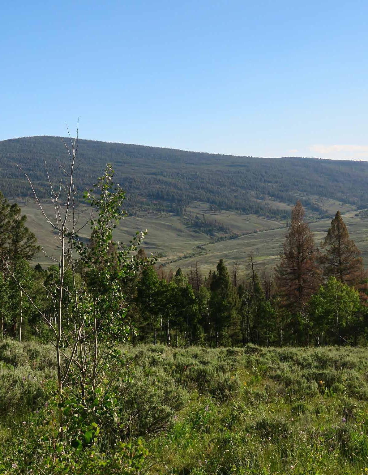 Tomichi Dome Hunting Properties by M4 Ranch Group - Issuu