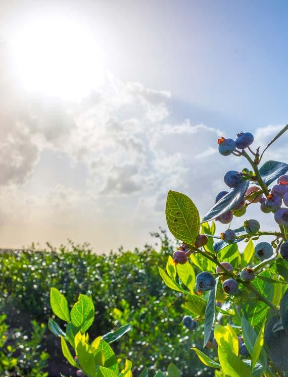 Inspira Health Network Interior Guidelines by Array Architects - Issuu