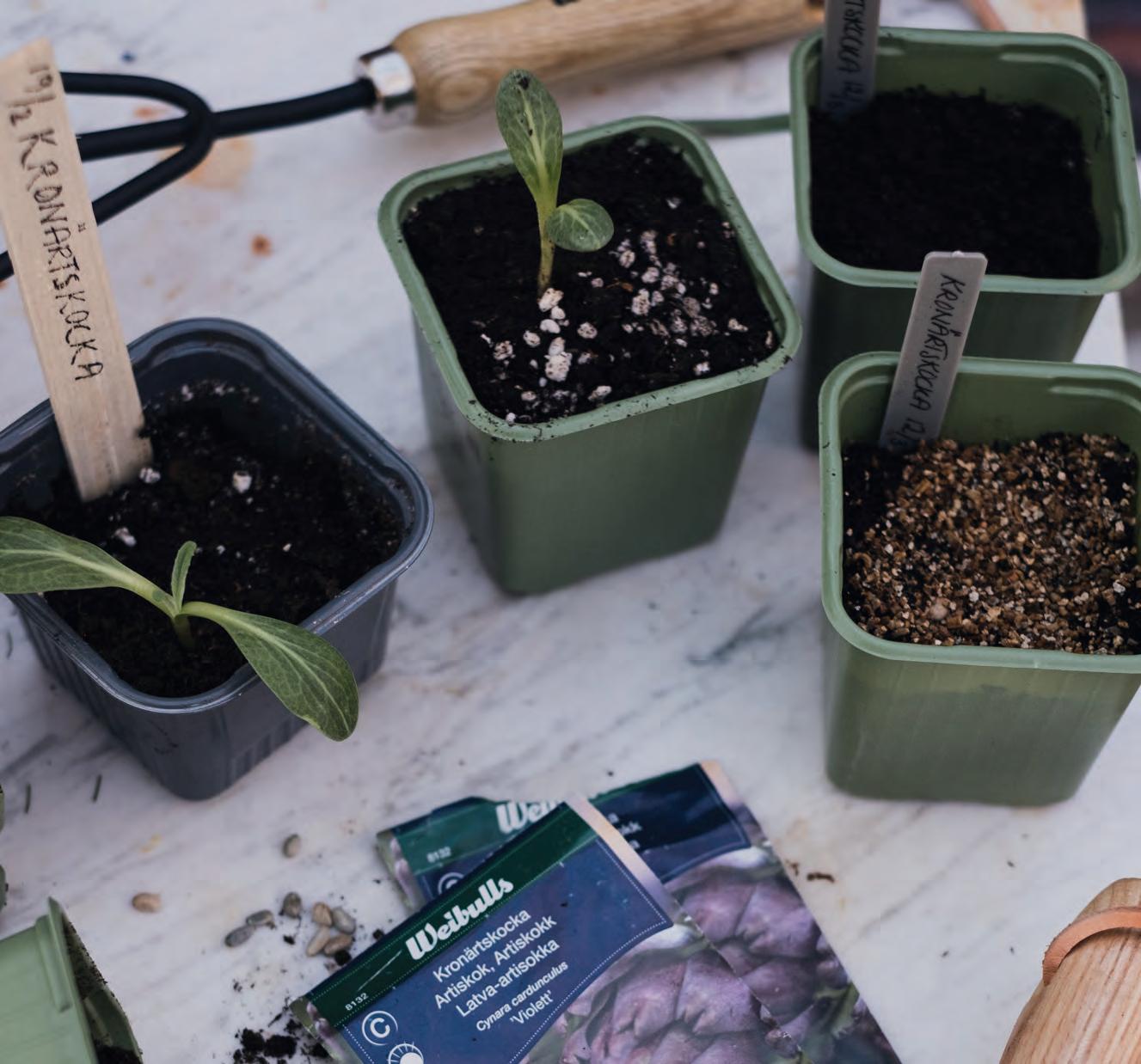 Weibulls Produktkatalog 2024 DK by Evergreen Garden Care - Issuu