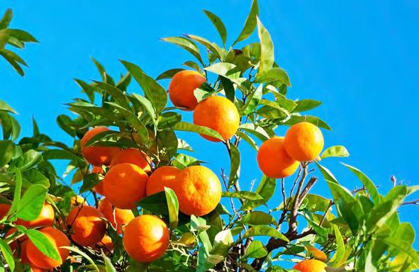 Directorio Poscosecha 2023 by Horticultura & Poscosecha - Issuu